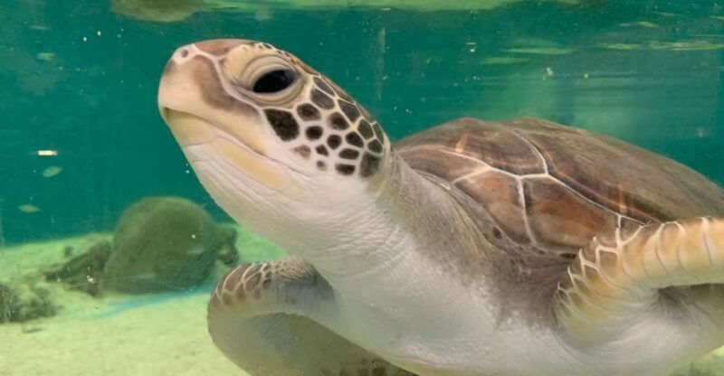 Cairns: Aquarium Entry Ticket and Turtle Rehabilitation Tour - What Makes This Tour Stand Out