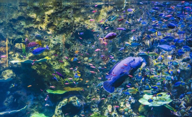 Cairns Aquarium General Admission Ticket - An Immersive Journey Through North Queensland’s Underwater World