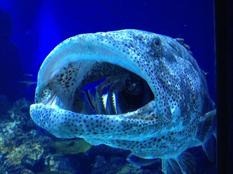 Cairns: Aquarium Guided Twilight Tour with 3-Course Dinner - Key Points