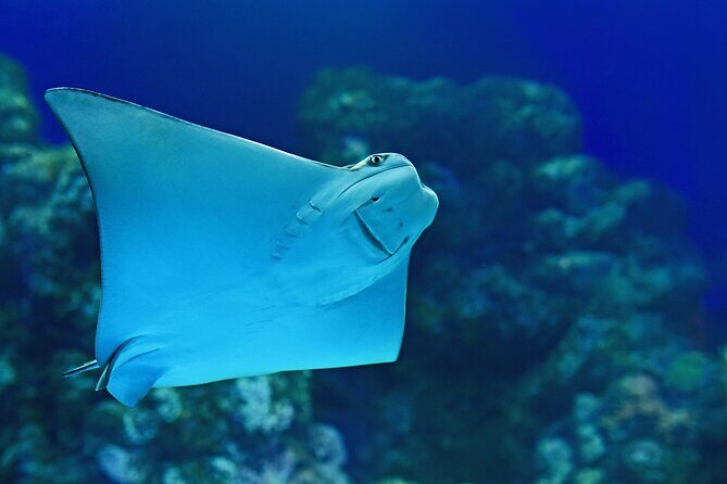 Cairns Aquarium Marine Life Encounter Ticket - Who Will Love This Tour?