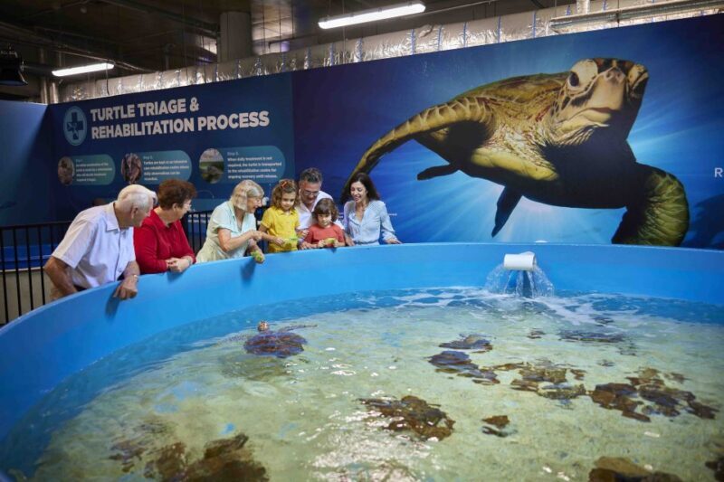 Cairns Aquarium Turtle Hospital and City Sightseeing Tour - An In-Depth Look at the Tour Experience