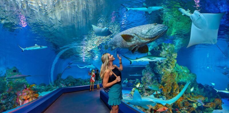 Cairns Aquarium Turtle Hospital and City Sightseeing Tour - Why This Tour Works for You