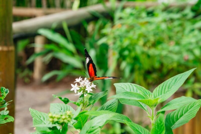 Cairns: Best of the Kuranda Rainforest Full-Day Tour & Lunch - FAQ