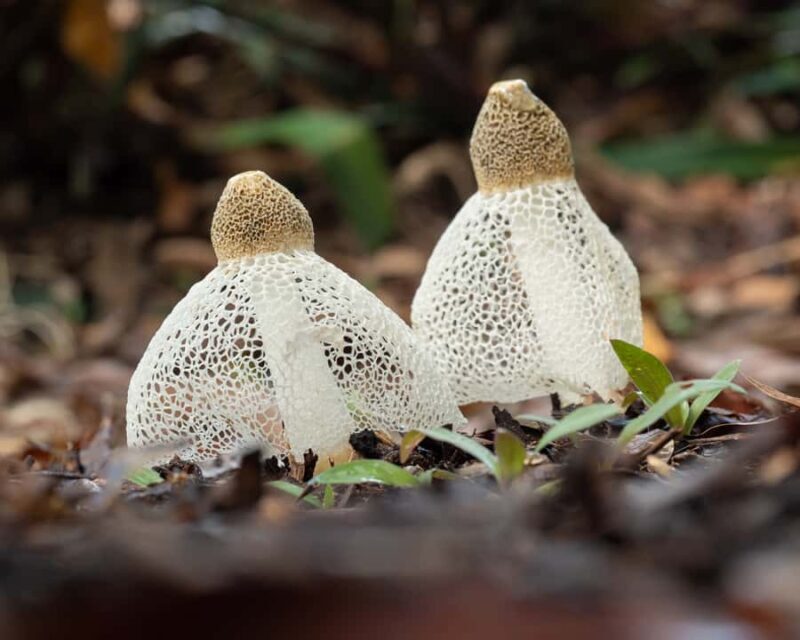 Cairns Botanic Gardens: Mushroom Photography Tour - An Overview of the Experience