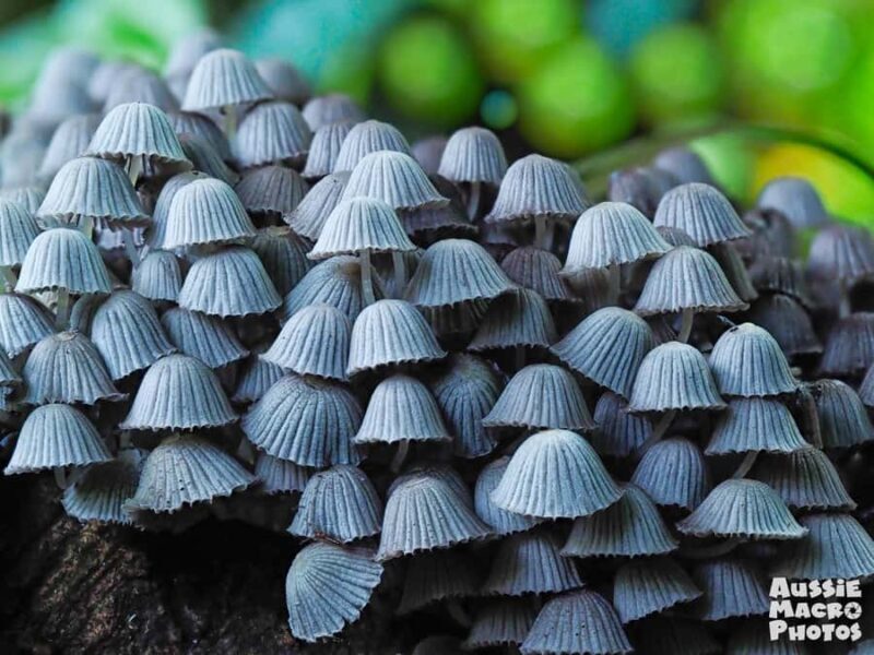 Cairns Botanic Gardens: Mushroom Photography Tour - What to Expect at Each Stop