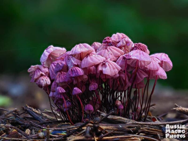 Cairns Botanic Gardens: Mushroom Photography Tour - Practical Details and Value