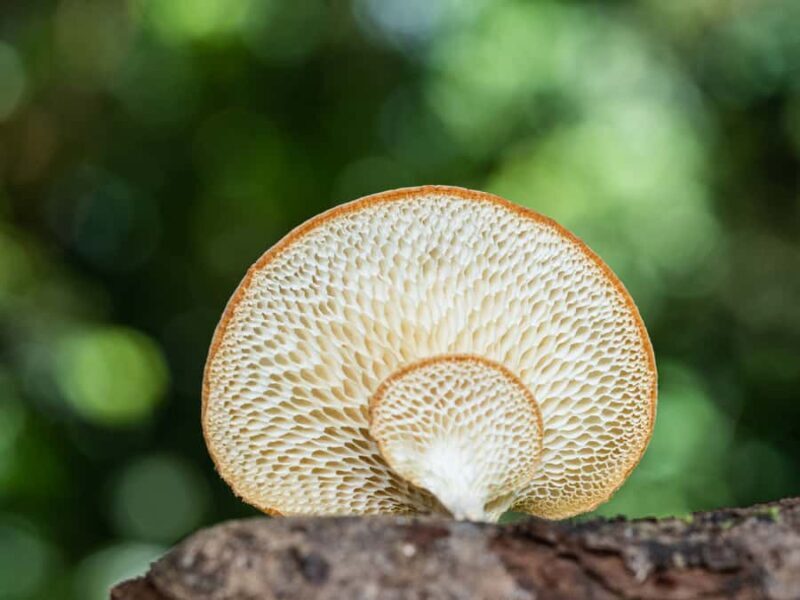 Cairns Botanic Gardens: Mushroom Photography Tour - Who Will Love This Tour?