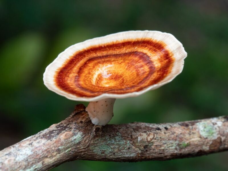 Cairns Botanic Gardens: Mushroom Photography Tour - Final Thoughts: Is It Worth It?