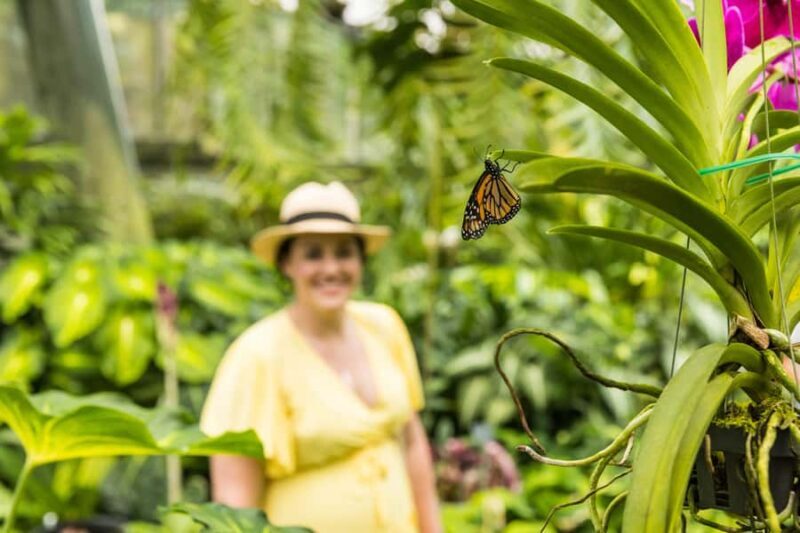Cairns: Cairns City Sights & Surrounds Half Day Tour - A Well-Planned Introduction to Cairns