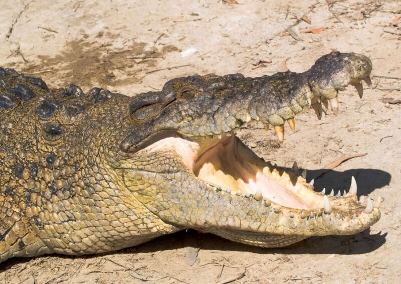 Cairns: Cape Tribulation, Mossman Gorge & Daintree Day Tour - Wrapping Up: Long but Rewarding Day