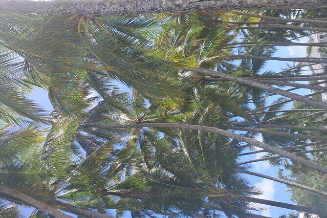 Cairns City Half Day Tour - Authentic Experiences and Customer Feedback