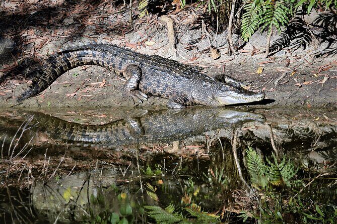 Cairns Cruise Ship Shore Excursion Crocodile and Wildlife Park - The Experience: A Closer Look at the Itinerary