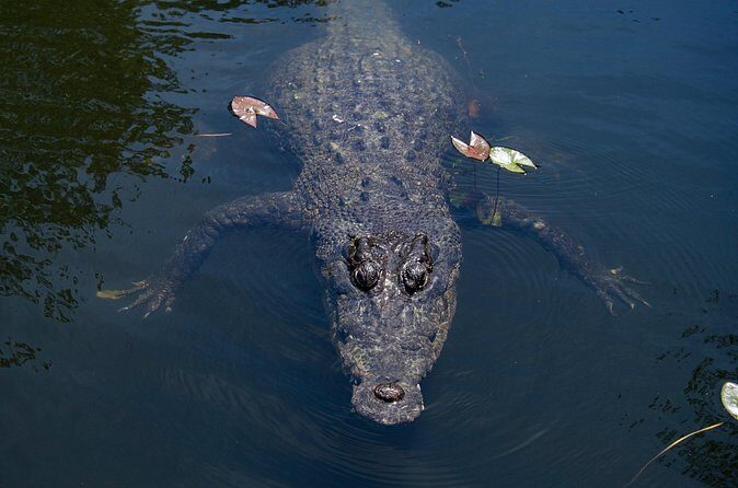 Cairns Cruise Ship Shore Excursion Crocodile and Wildlife Park - The Sum Up