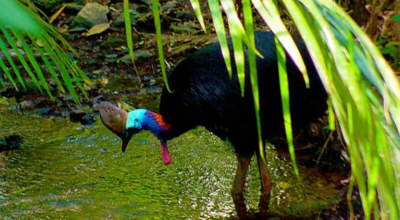 Cairns: Daintree, Mossman Gorge, & Cape Tribulation Day Trip - Key Points