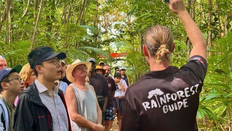 Cairns: Daintree Rainforest and Mossman Gorge Tour - Mossman Gorge: A Refreshing First Stop