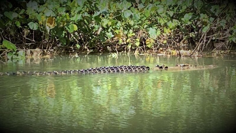 Cairns: Daintree River Cruise and Mossman Gorge - Key Points