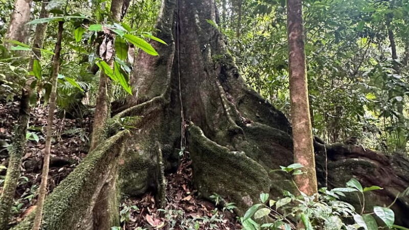 Cairns: Daintree River Cruise and Mossman Gorge - Connecting with Nature at Mossman Gorge