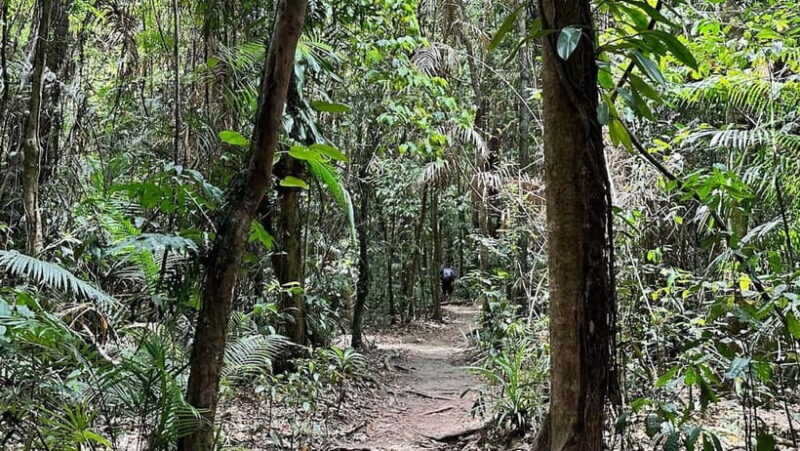 Cairns: Daintree River Cruise and Mossman Gorge - Scenic Wrap-Up at Rex’s Lookout