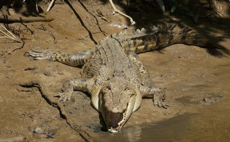Cairns: Daintree River Cruise and Mossman Gorge - What’s Included and What’s Not