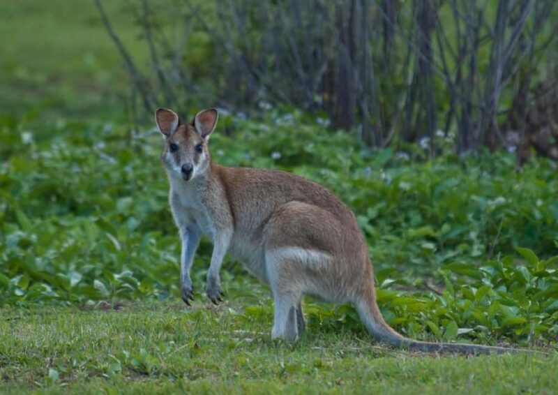 Cairns: Forest and Waterfalls Half-Day 4WD Guided Adventure - Key Points