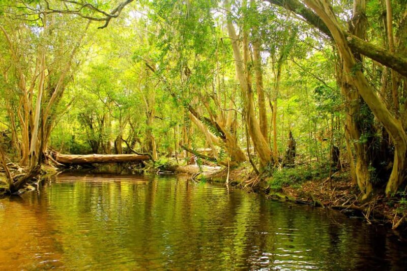 Cairns: Forest and Waterfalls Half-Day 4WD Guided Adventure - An In-Depth Look at the Cairns Forest and Waterfalls Tour