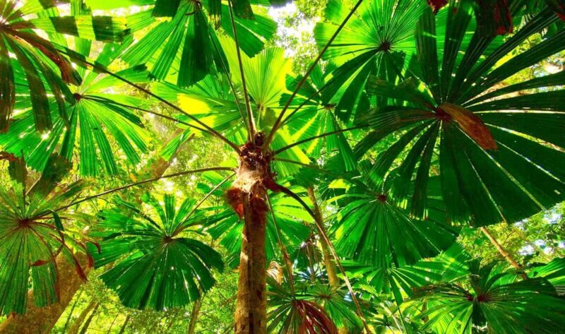 Cairns: Forest and Waterfalls Half-Day 4WD Guided Adventure - Pricing and Value