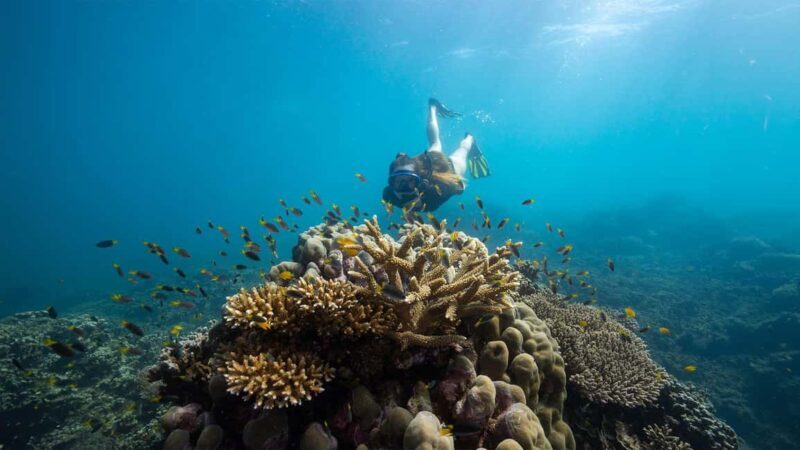 Cairns: Frankland Islands Great Barrier Reef Tour - Who Will Enjoy This Tour?
