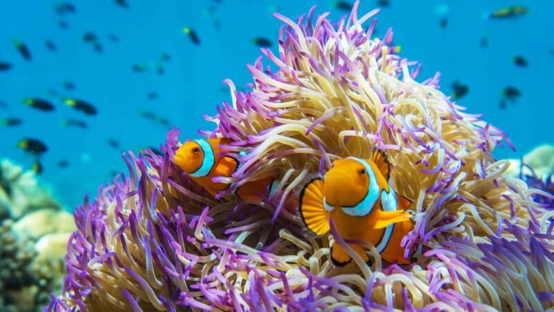 Cairns: Frankland Islands Great Barrier Reef Tour - The Activities and Their Value