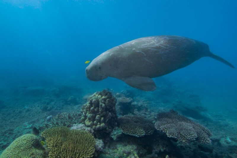 Cairns: Frankland Islands Great Barrier Reef Tour - Final Thoughts: Who Should Consider This Tour?
