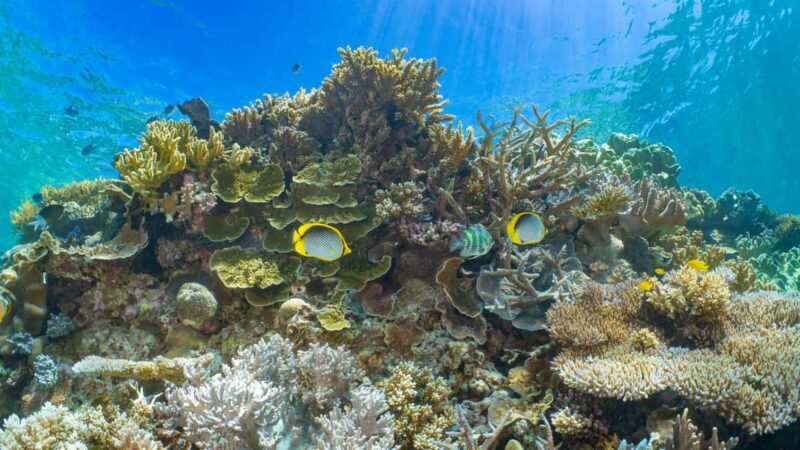 Cairns: Great Barrier Reef and Fitzroy Island Boat Tour - Who Is This Tour Best For?