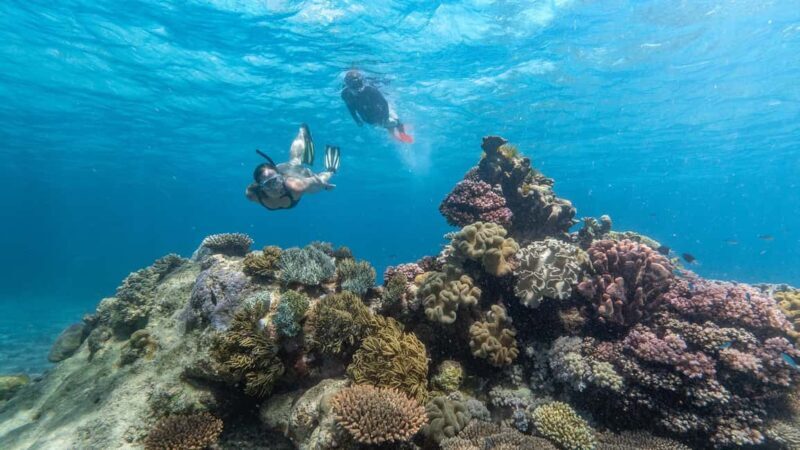 Cairns: Great Barrier Reef Full-Day Tour - Introduction: An Overview of What to Expect