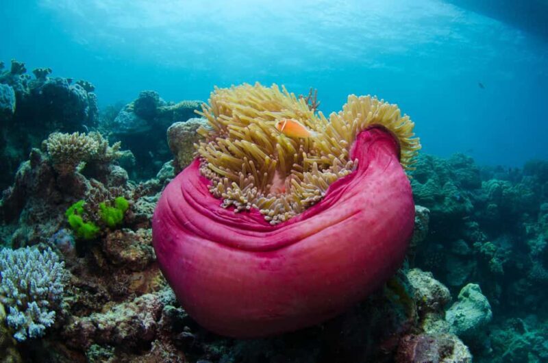 Cairns: Great Barrier Reef Overnight Snorkeling Boat Trip - An Authentic Reef Adventure with a Comfortable Twist