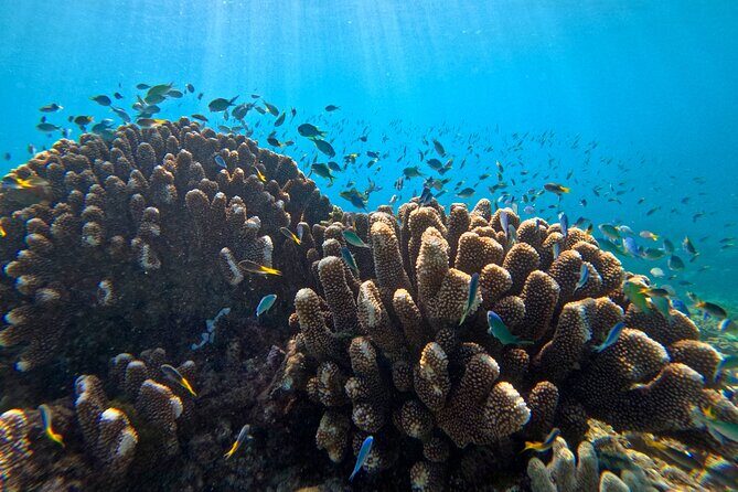 Cairns Great Barrier Reef Snorkel and Flight Adventure - The Itinerary in Detail