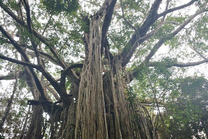 Cairns hidden gems, Historic Village Herberton and Tableland - Who Will Love This Tour?