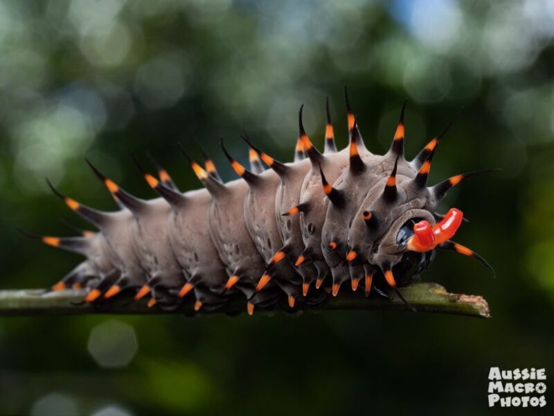 Cairns: Insect Photography Tour of Cairns Botanic Gardens - Why You Might Want to Join This Tour
