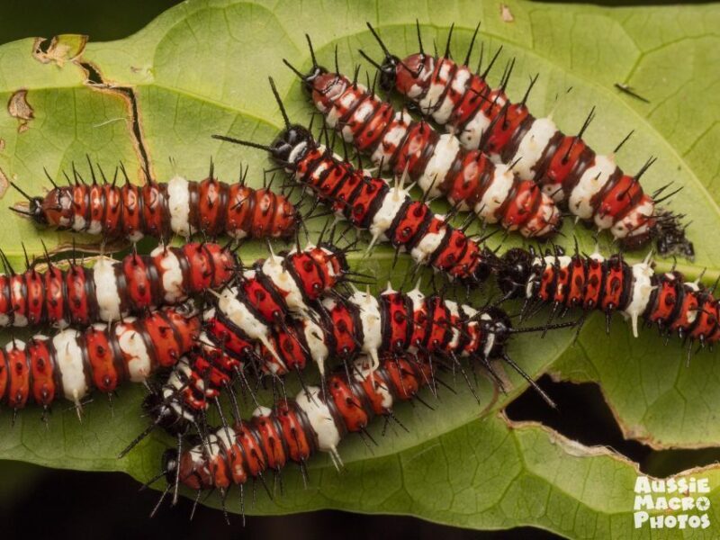 Cairns: Insect Photography Tour of Cairns Botanic Gardens - Who Should Consider This Tour?