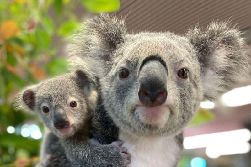 Cairns: Koalas and Creatures Entry Ticket - Final Thoughts