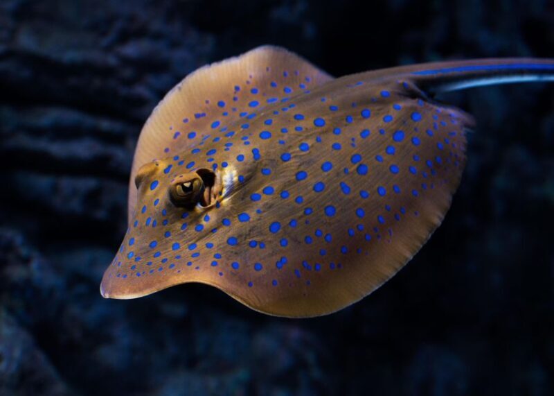 Cairns: Night at the Aquarium Guided Tour & 2 Course Dinner - The Sum Up