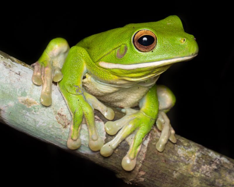 Cairns: Night Walk in Cairns Botanic Gardens - Wildlife Spotting and Photography Tips