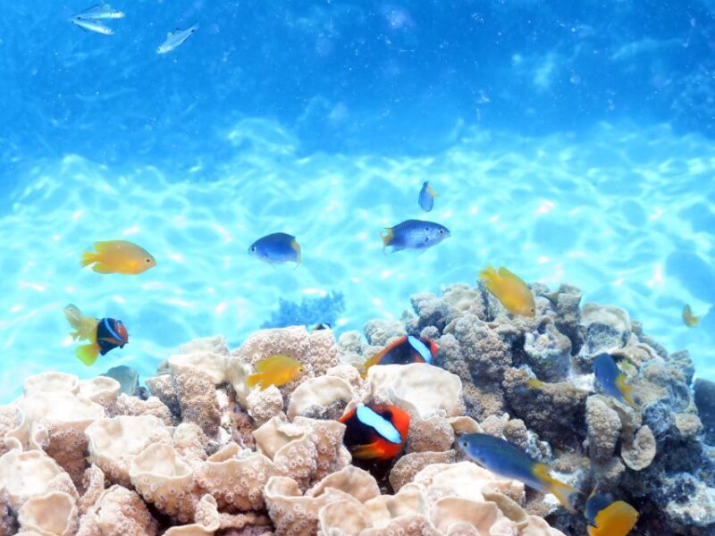 Cairns: Ocean Spirit Great Barrier Reef Full Day Tour - An In-Depth Look at the Experience