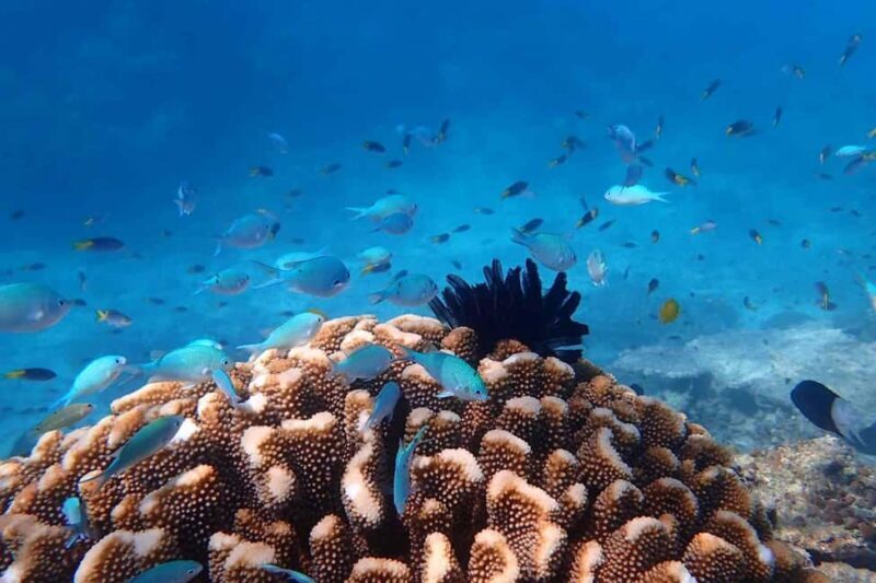 Cairns: Outer Great Barrier Reef & Dunk Island Small Group - The Itinerary: A Day Out on the Reef and Island