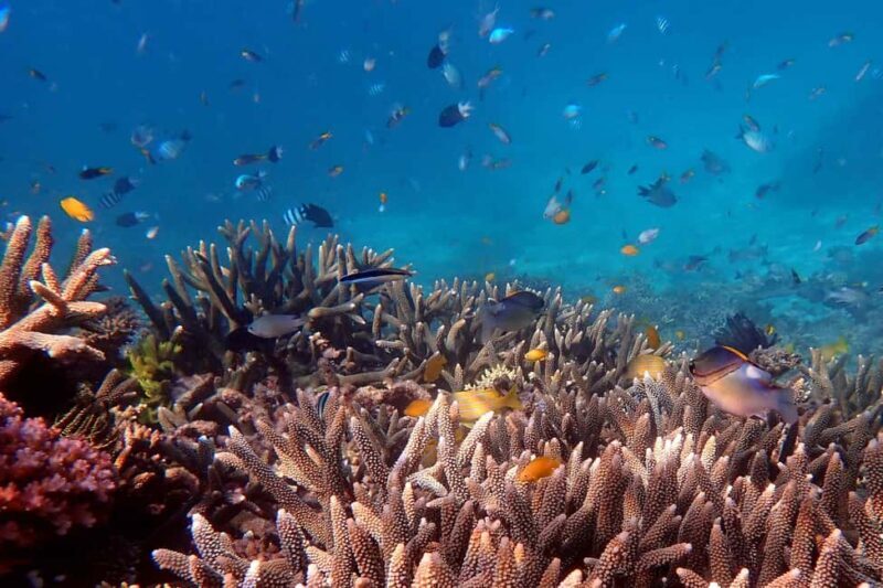 Cairns: Outer Great Barrier Reef & Dunk Island Small Group - Deep Dive Into the Details