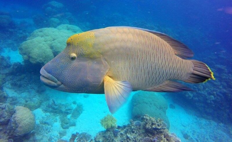 Cairns: Outer Great Barrier Reef Full-Day Tour with Lunch - The Verdict: Is It Worth the Price?