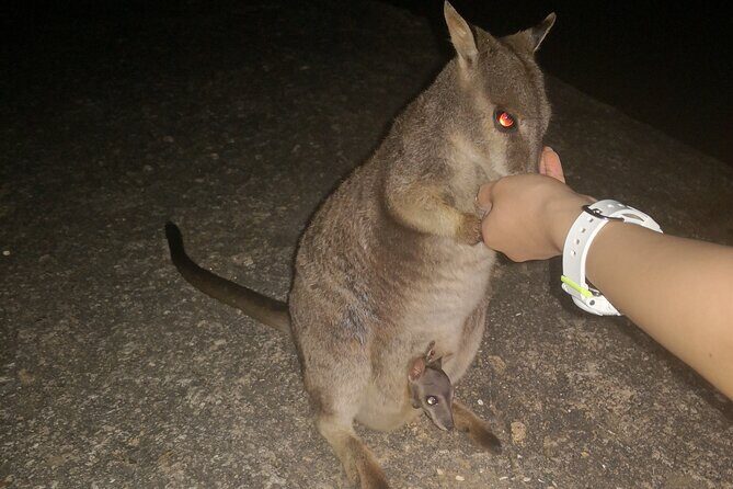 Cairns Paronella Park Herberton and Wild life Tour - A Complete Day of Cairns Highlights