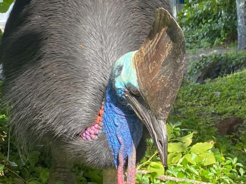 Cairns: Paronella Park Rainforest Full-Day Tour with Dinner - Who Will Appreciate This Tour?