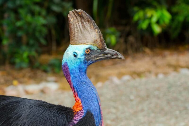 Cairns: Paronella Park Rainforest Full-Day Tour with Dinner - FAQ