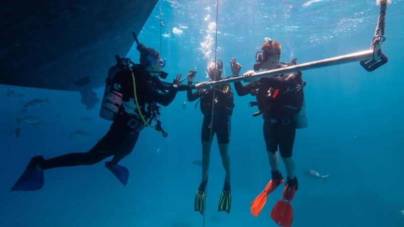 Cairns: Premium Snorkelling and Diving Reef Day Trip - Authentic Marine Encounters