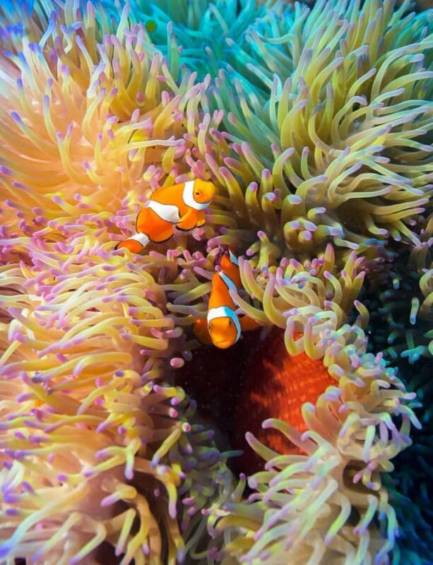 Cairns: Pro Dive 5 Day Learn to Dive Great Barrier Reef - Meals and Logistics