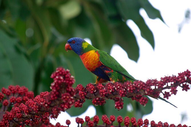 Cairns Reef/Rainforest : Daintree Rainforest & Great Barrier Reef - Discovering the Great Barrier Reef
