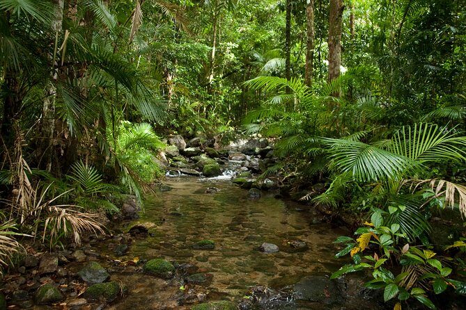 Cairns Reef/Rainforest : Daintree Rainforest & Great Barrier Reef - The Sum Up
